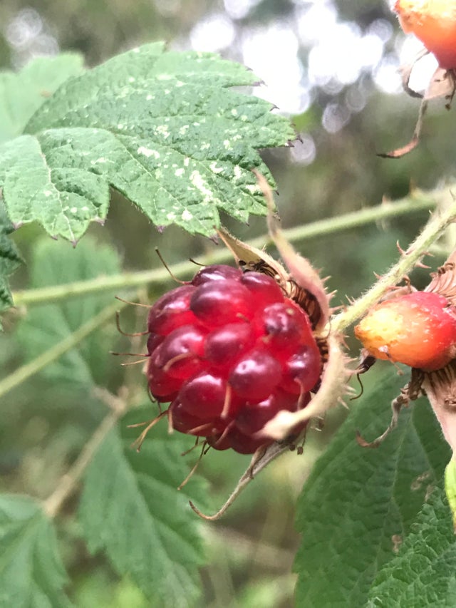 Rubus parvifolis Native Raspberry
