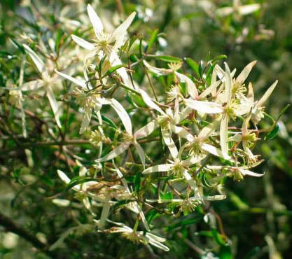 self seeding clematis