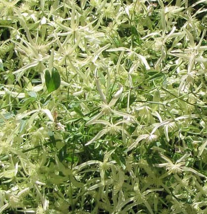 self seeding clematis