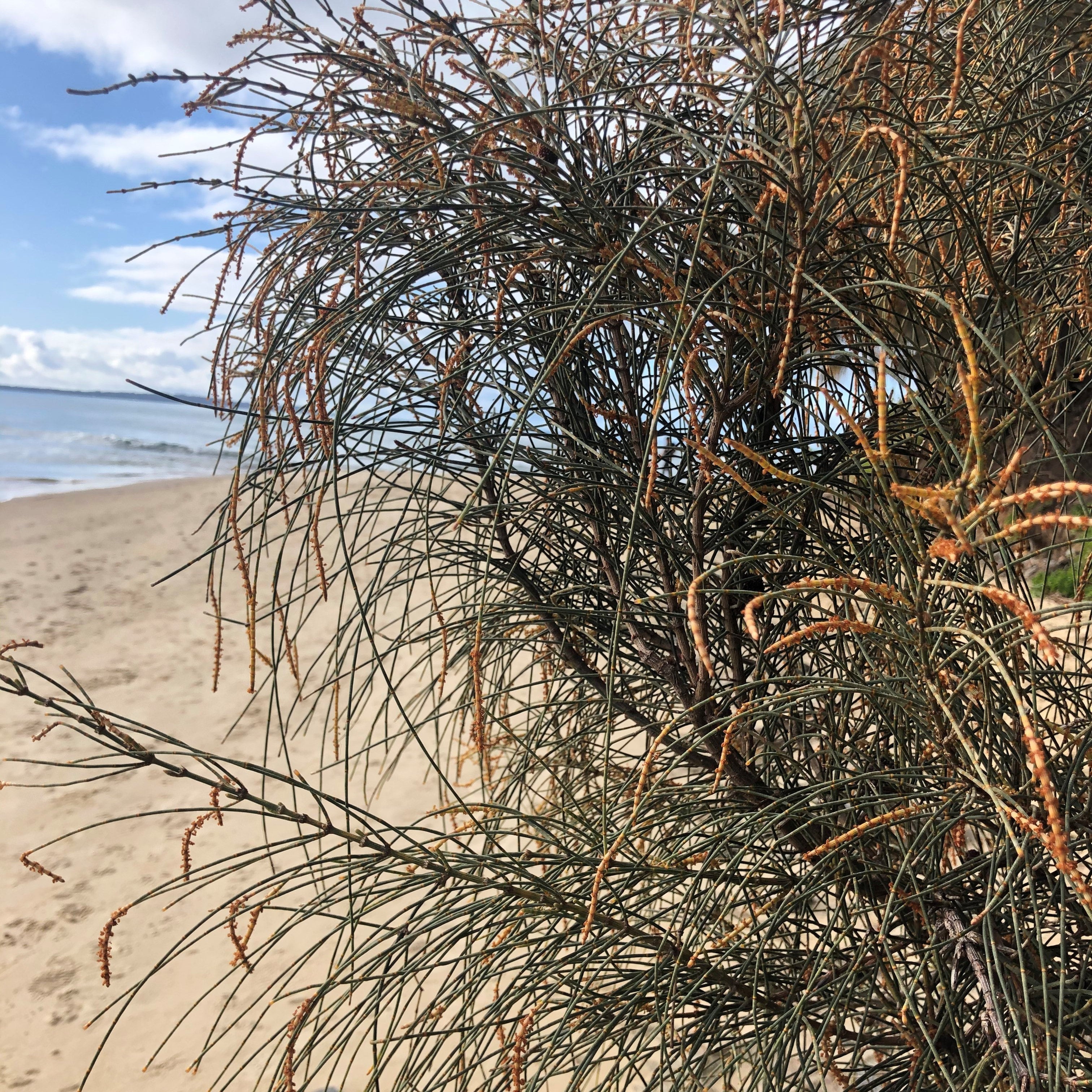 Allocasuarina verticillata Drooping Sheoak | Conservation Collective ...