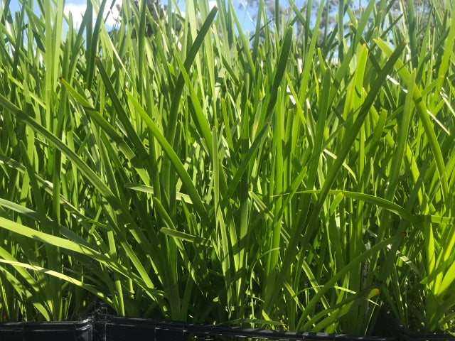 Strappy Greens | Conservation Collective Native Plant Nursery