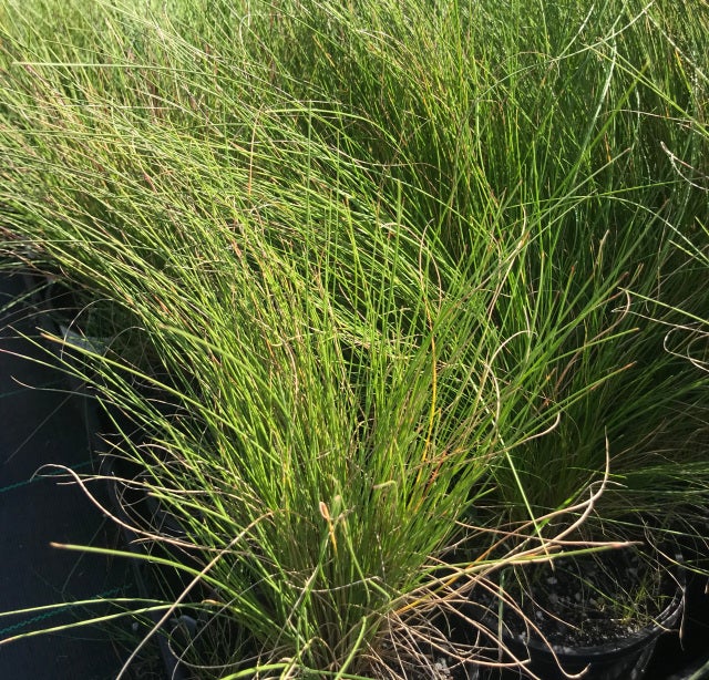Native Grasses | Conservation Collective Native Plant Nursery