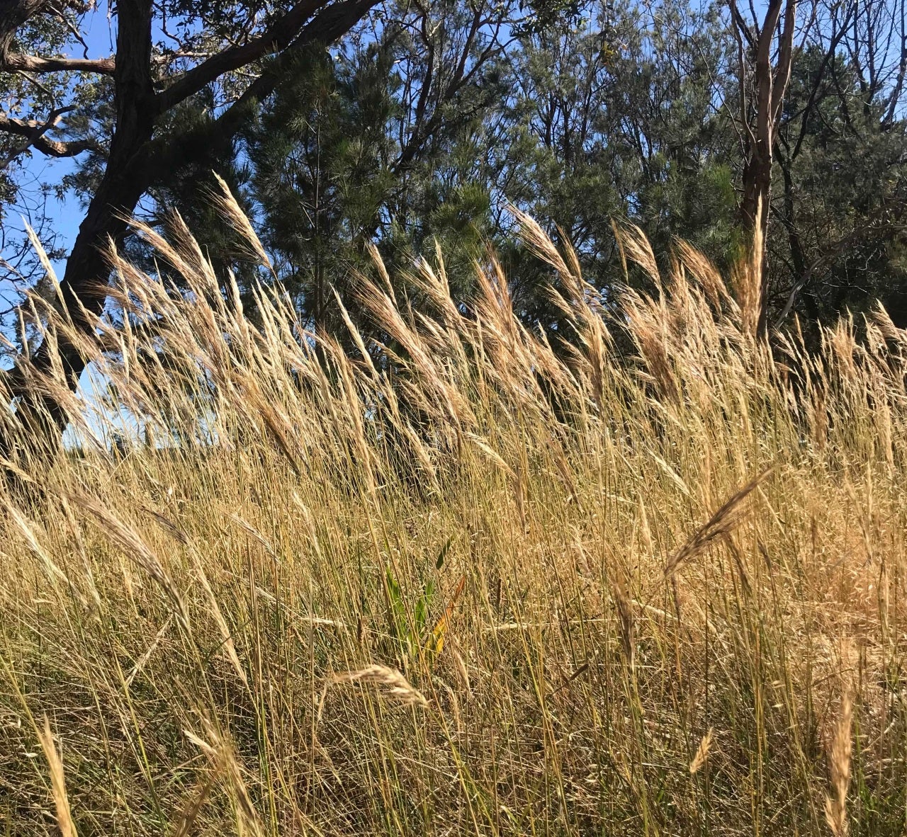 Native Grasses | Conservation Collective Native Plant Nursery