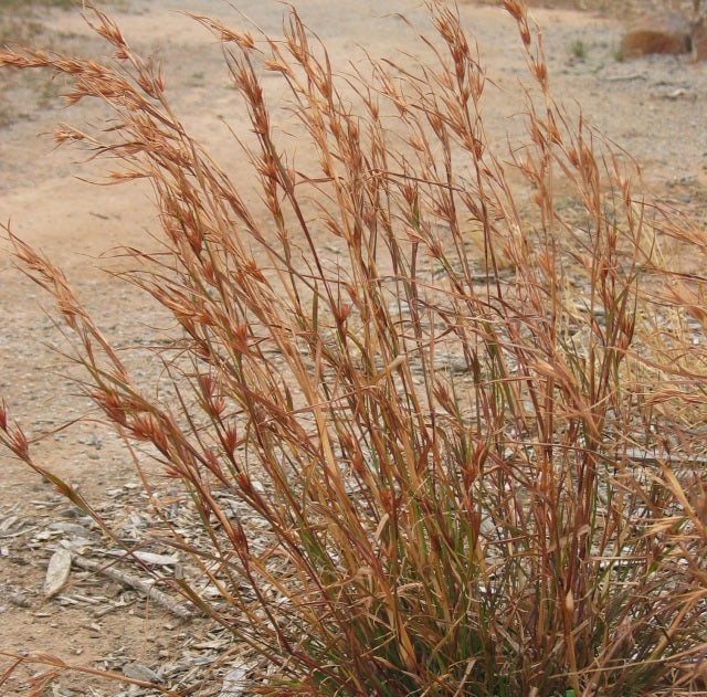 Conservation Collective Native Plant Nursery