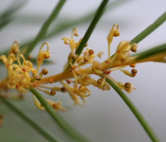 Conservation Collective Native Plant Nursery