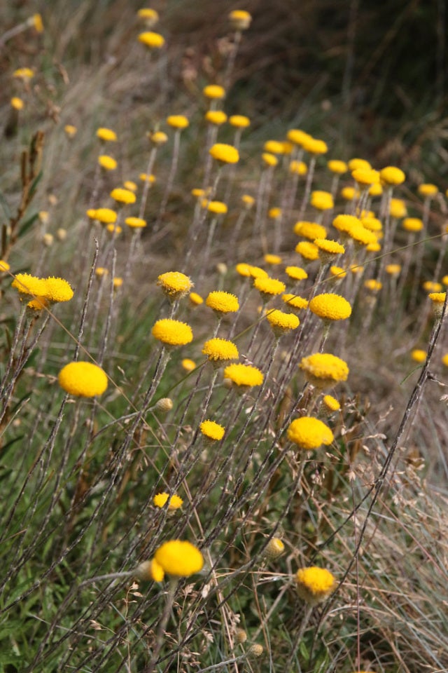 Leptorhynchos squamatus Scaly Buttons