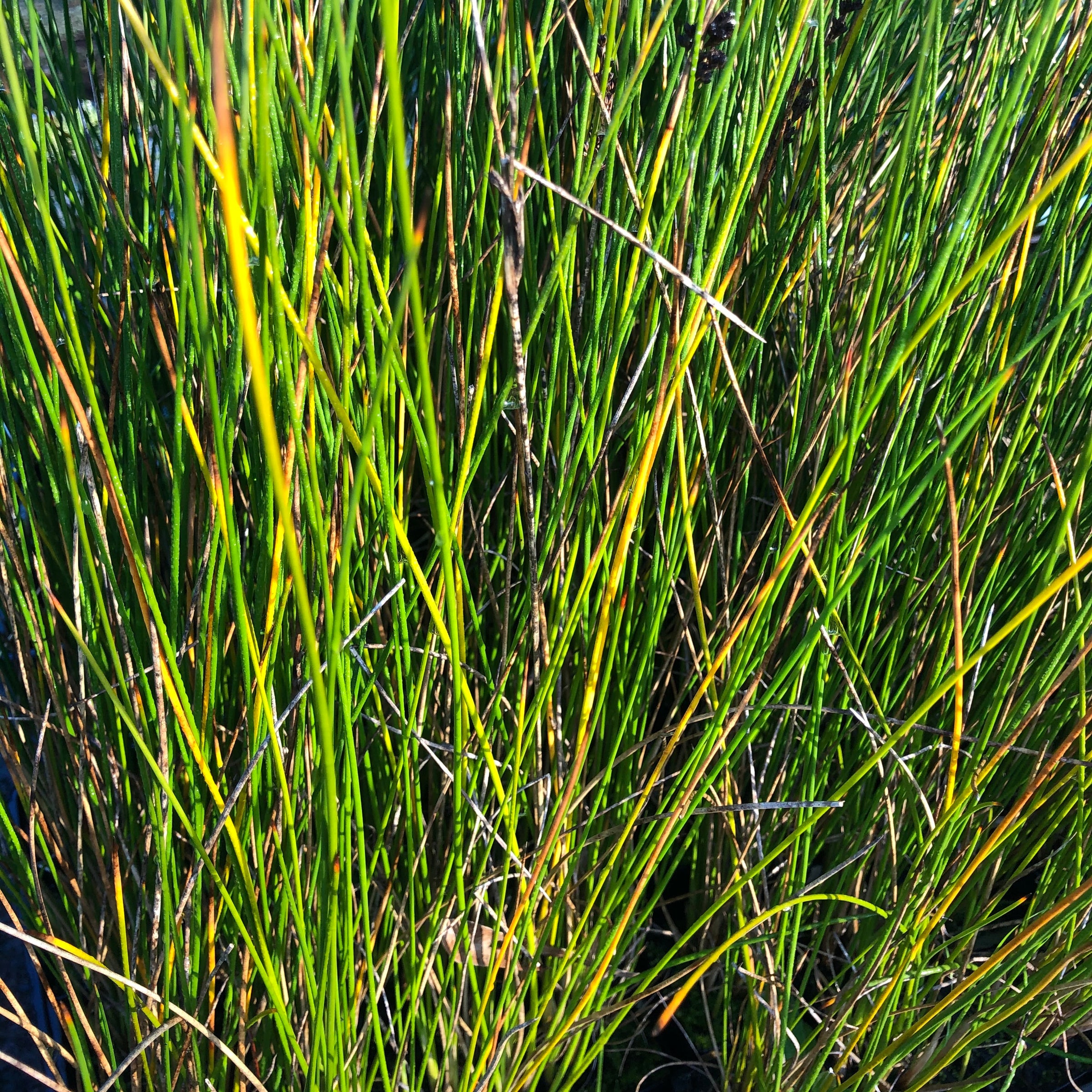 Strappy Greens | Conservation Collective Native Plant Nursery