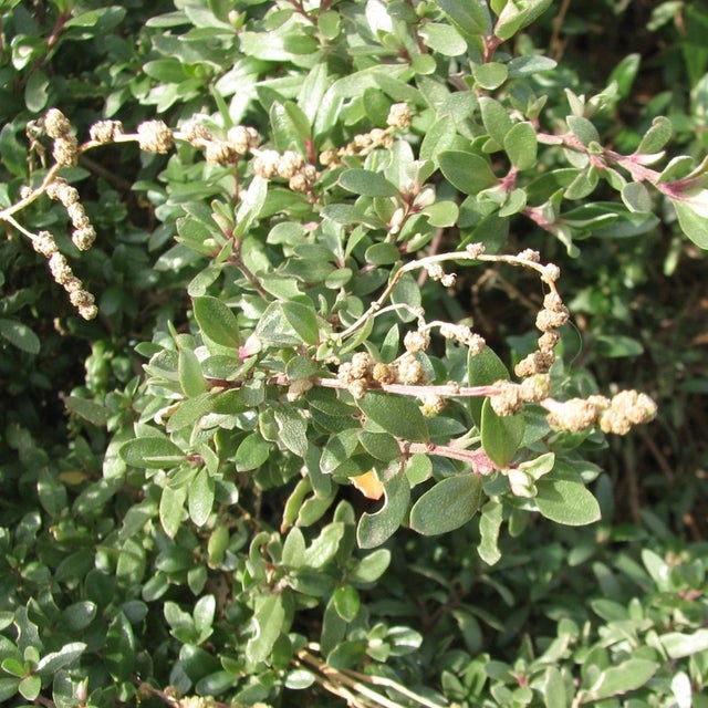 Atriplex paludosa - Marsh Saltbush