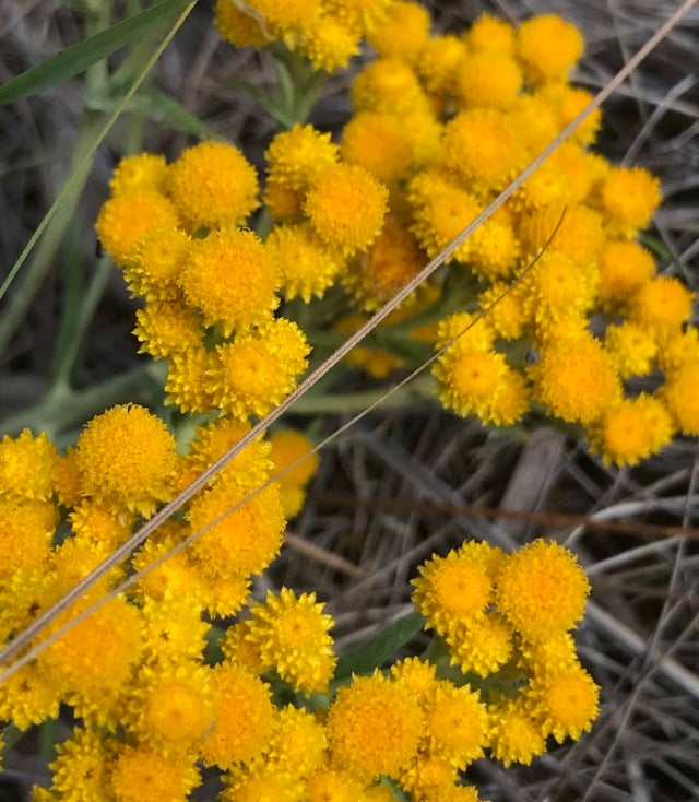 Chrysocephalum semipapposum Clustered Everlasting