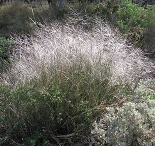 Austrostipa elegantissima - Feather Spear-Grass