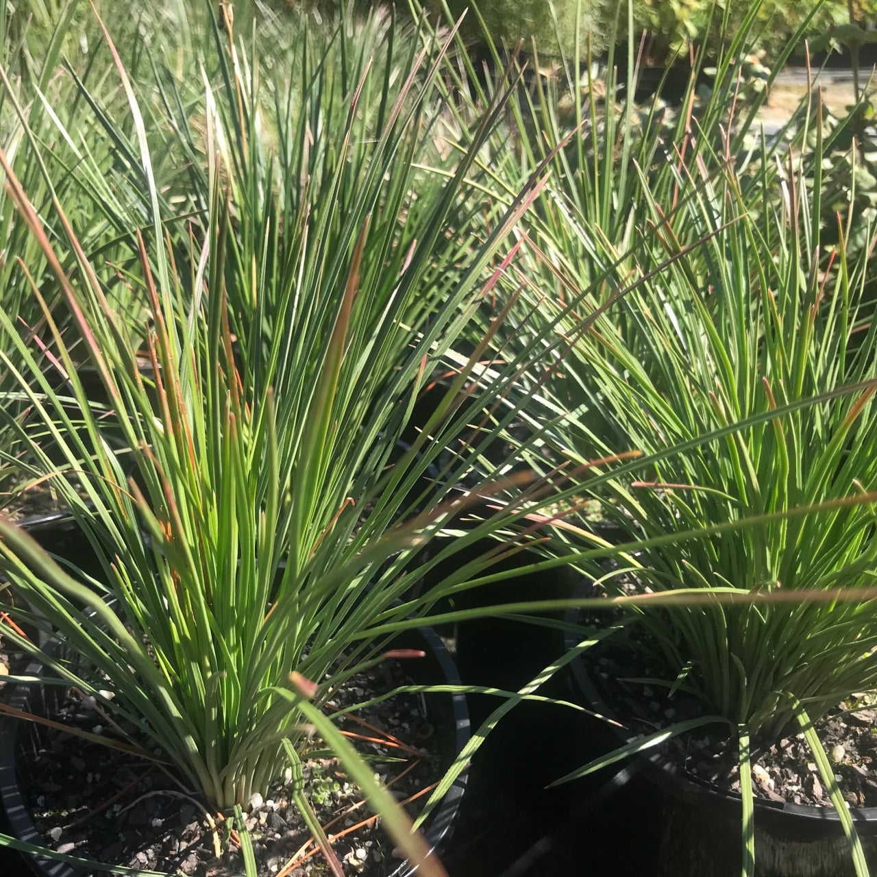 Native Grasses | Conservation Collective Native Plant Nursery