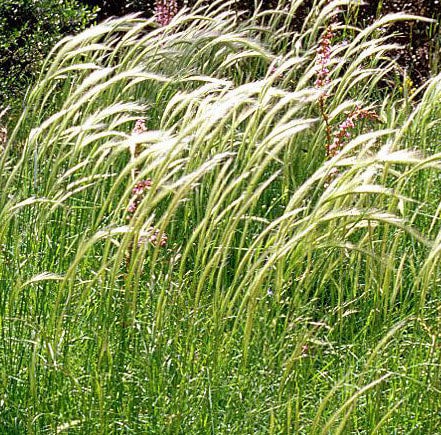 Dichelachne crinita Long hair Plume grass