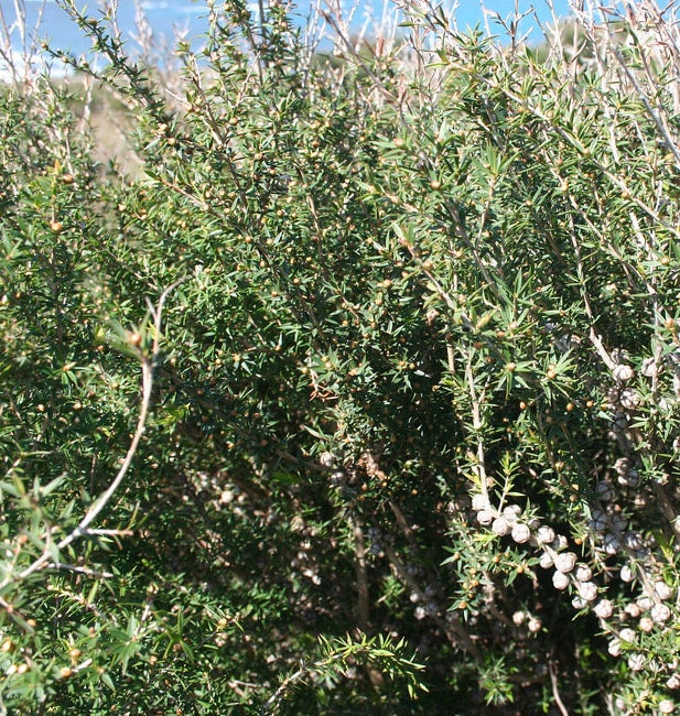 Leptospermum continentale Prickly Tea-tree