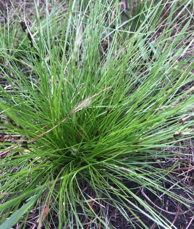 Conservation Collective Native Plant Nursery