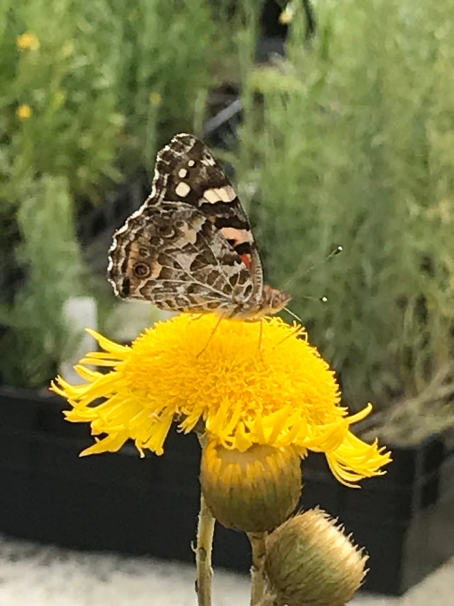 Podolepis jaceoides Showy Podolepis